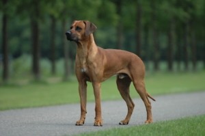 Rhodesian-ridgeback-guard-dog - Grooming Prices to Pet's Health. Key to ...