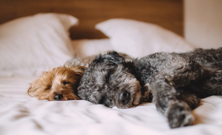 puppy-sleep-bedtime - Grooming Prices to Pet's Health. Key to a Fluffy ...